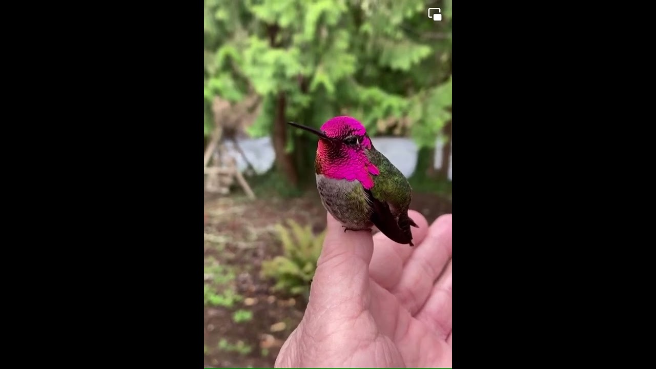Hummingbird reflexive feather color change #shorts