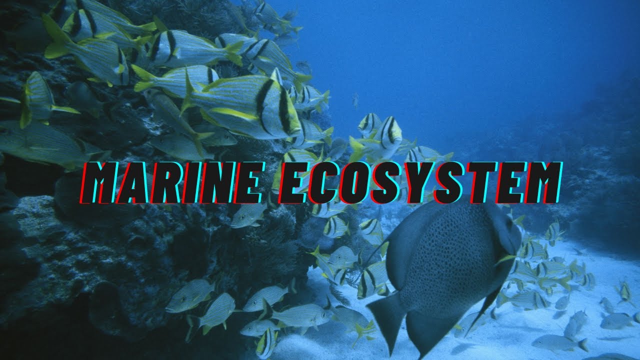 Marine Ecosystem Quiz