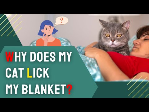 Why Does My Cat Lick My Blanket? Discover the Reasons Today!
