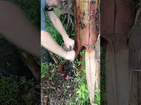 How to EASILY remove banana suckers!