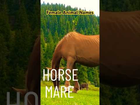 🐎 What is a Mare? What is a Female Horse Called? Female Zebra Name? Mare Definition #mare #horses