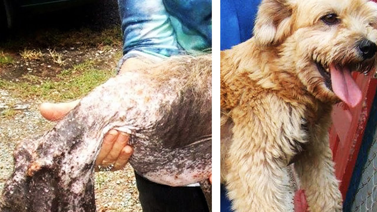 12 Inspiring Rescue Dog Transformations