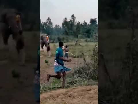 Forest Officer vs Elephant - Indian Wildlife - Nature Speakz