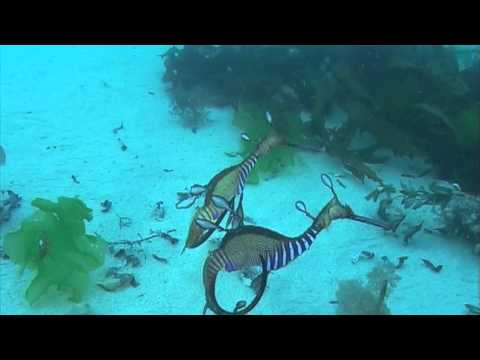Weedy Sea Dragon Courtship.