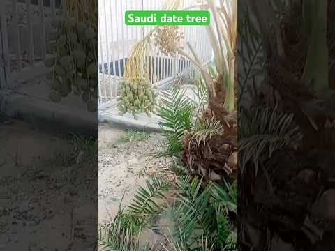 Dates tree | Saudi date tree video | dates tree vlog | Saudi khajur #emptylove1863 #dates