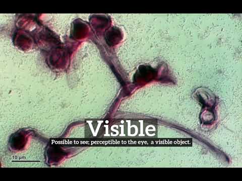 What is Visible? | How Does Visible Look? | How to Say Visible in English?