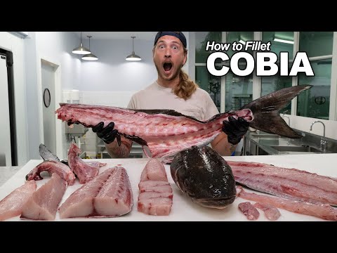 Harvesting Every Part of This Fish