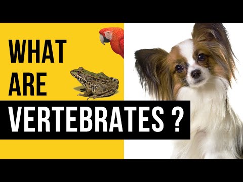 What are vertebrates? Our Plants and Animals in our Amazing Planet Earth!