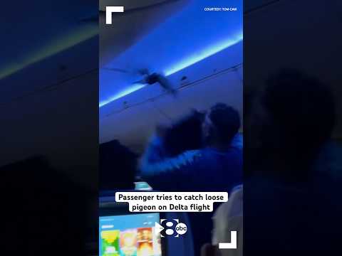 Passenger tries to catch loose pigeon on Delta flight