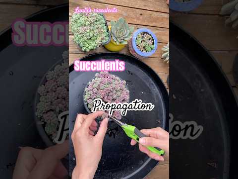 How to propagate sedum succulent-sedum dasyphyllum nhân giống sen đá sedum nho tím #succulent #senda