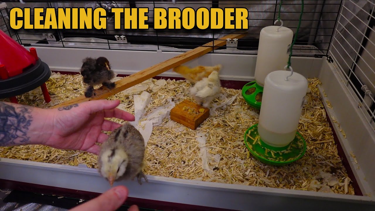 How To Clean Baby Chicks Brooder (week2)