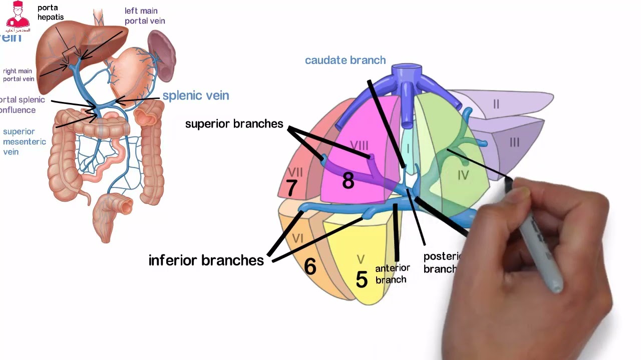 Liver anatomy full lecture (English)