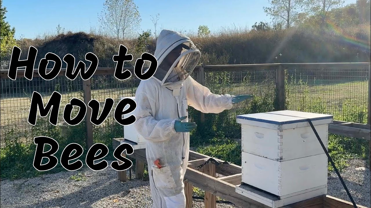 BEEKEEPING: How to Move Bees ANY Distance