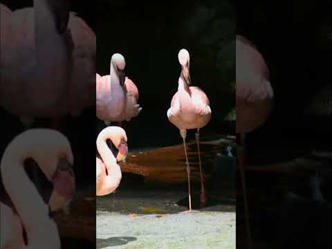 Zookeeper Song for Kids @JobJams #kidssong #kidsvideo #zoo #zookeepers #animals #shorts #kids