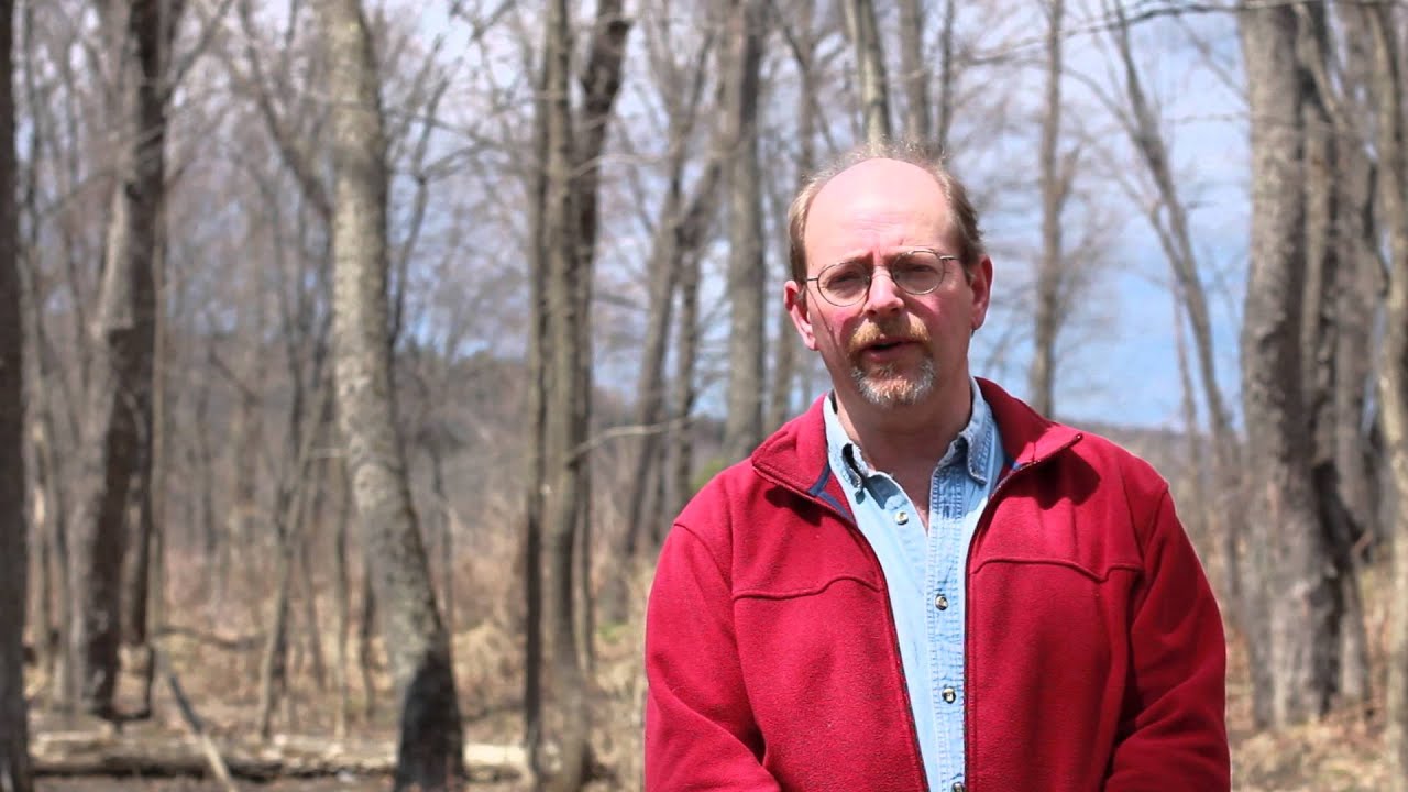 Sustainably Harvesting Fiddleheads