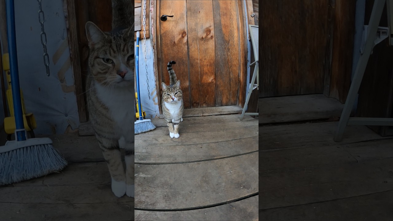 Basil Moon makes his way to the door