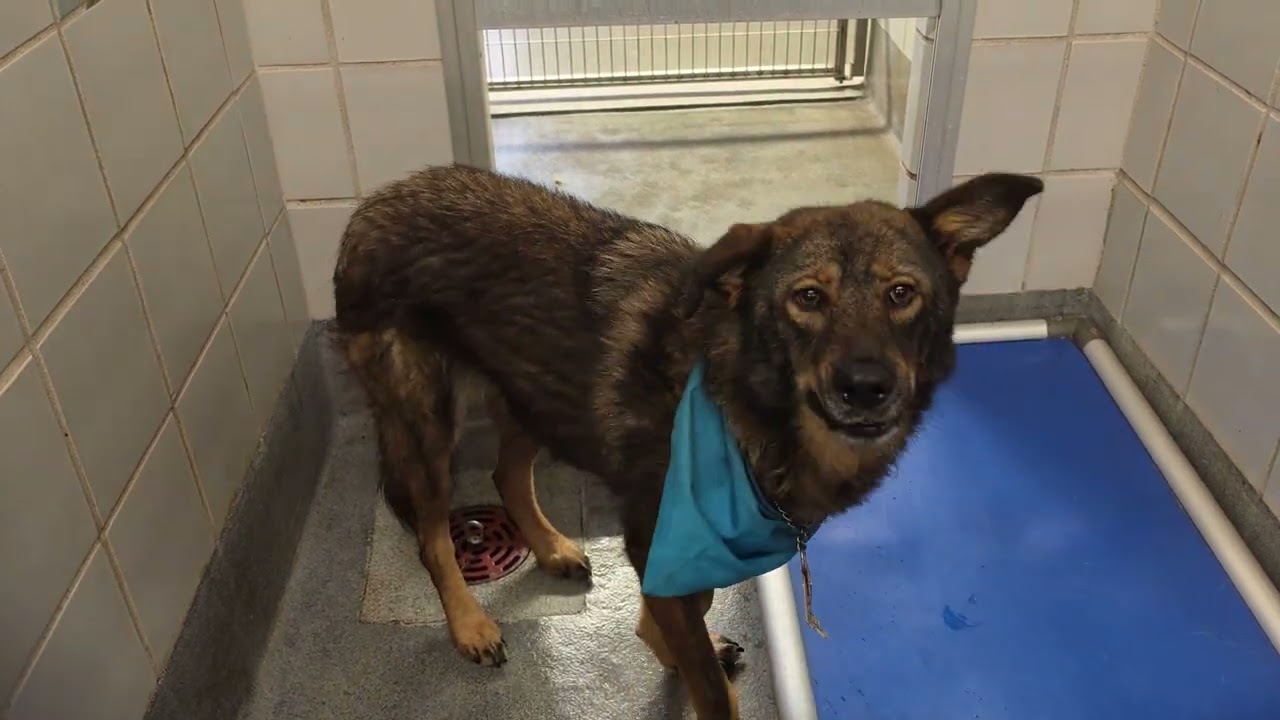 Acs A807084