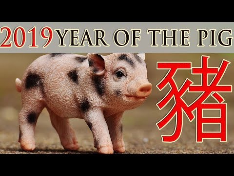 Year of the Pig 2019 | Chinese zodiac signs explained | Myth Stories
