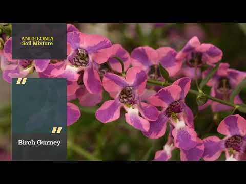 Angelonia | Angelonia Tips & Tricks | Angelonia Care | Angelonia Plant |