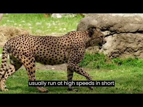 cheeta information in english| cheeta full docomentry