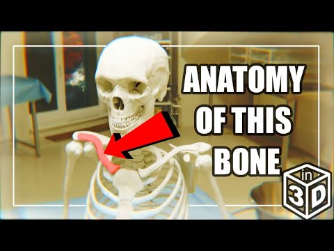The Clavicle Anatomy in 3d~ Anatomy by Doctor Jana