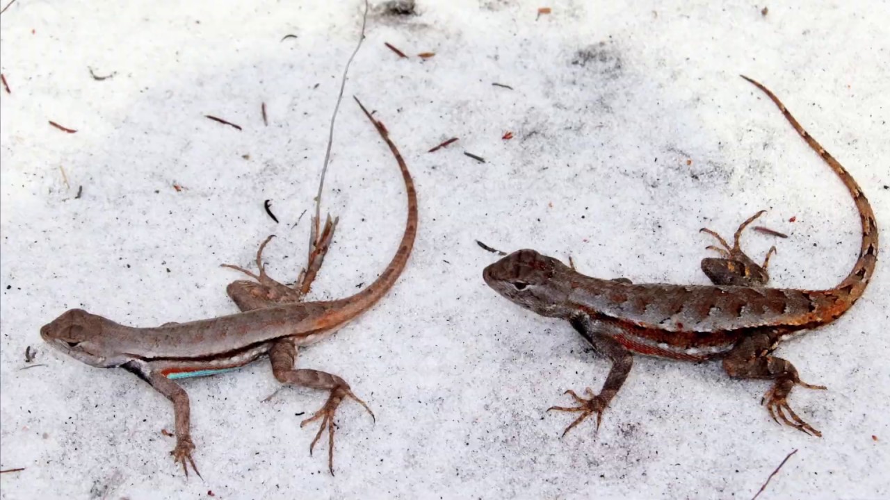Florida Scrub Lizard Translocation Project