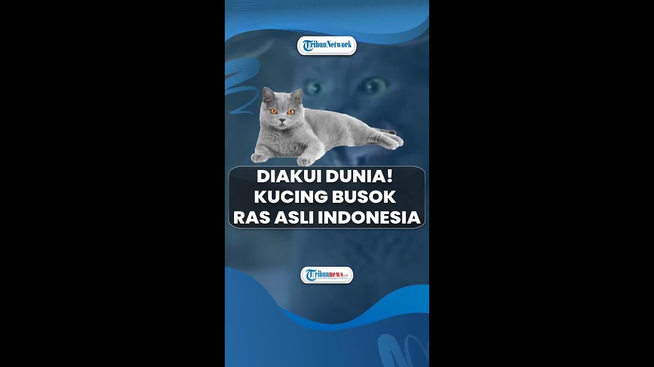 Diakui Dunia! Kucing Busok Ras Asli Indonesia - Tribun Video