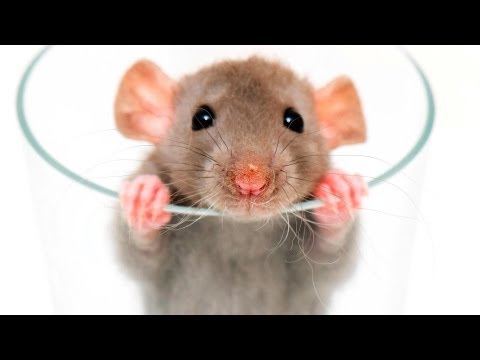 How to Fix a Rat Behavior Problem | Pet Rats