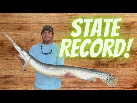 How a Pro Bass Angler Caught a State Record Gar | lake darbonne life