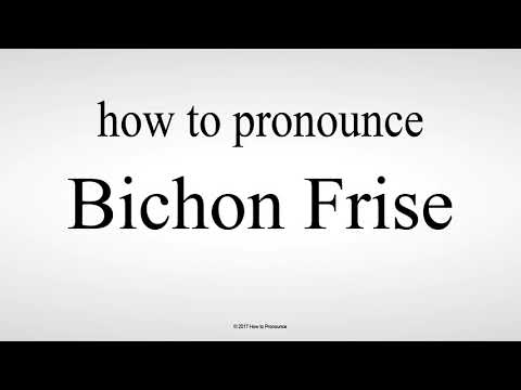 How to Pronounce Bichon Frise