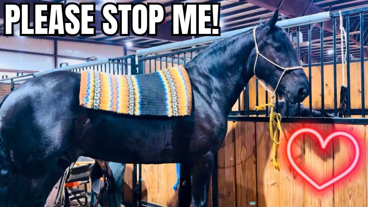 This Friesian Percheron Gelding Blew Me Away! Then I Found ANOTHER!