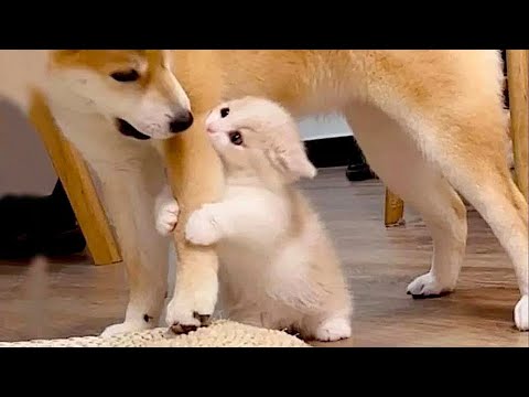 New Funniest Cats And Dogs Videos π Best Of The 2023 Funny Animal Videos π - Cutest Animals Ever