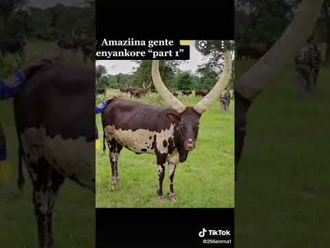 Names of Ankole cows in Uganda