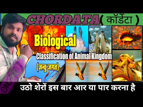 जानिए Chordata( कॉर्डेटा ) क्या हैं 🤗 Phylum Chordata l Best questions l #chordata #animalkingdom