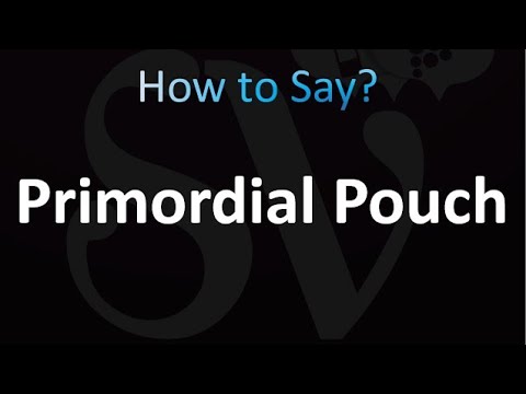 How to Pronounce Primordial Pouch (correctly!)