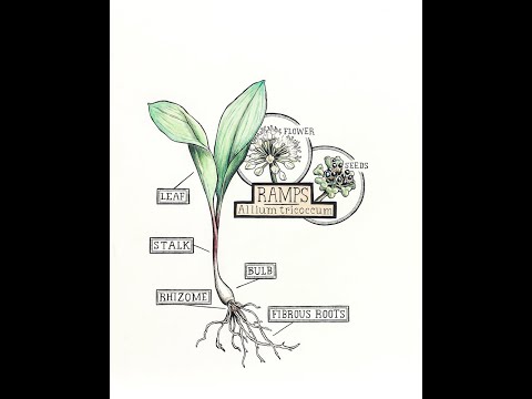 Ramps Cultivation Demonstration