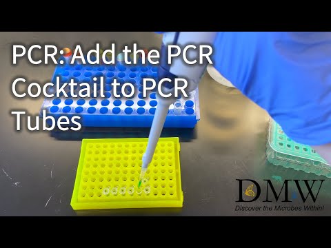 PCR: Add the PCR Cocktail to PCR Tubes