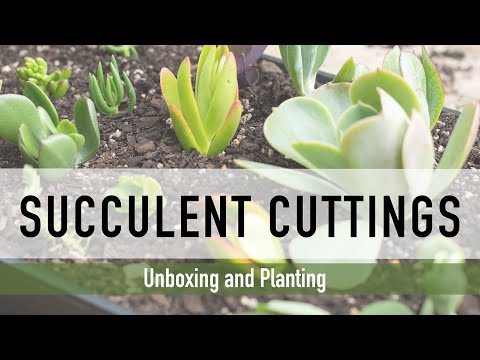 Succulent Cutting Unboxing and Review. Part 1 of 2. How to Grow in Soil. Propagating. Buying Online.