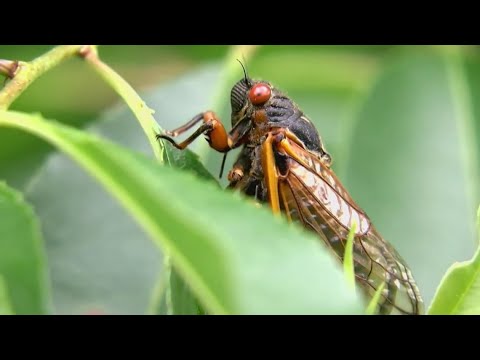Preparing for 'Cicada-geddon', the historic cicada invasion of 2024