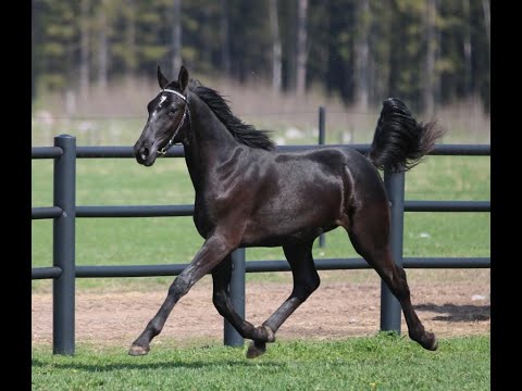65 EL PRESIDENTE SOX (Orlando Vici-Top Notch Pellini-Donato Hanover) Elitauktion-21