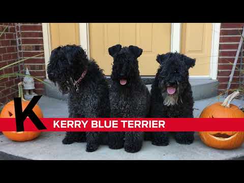 K is for Kerry Blue Terrier