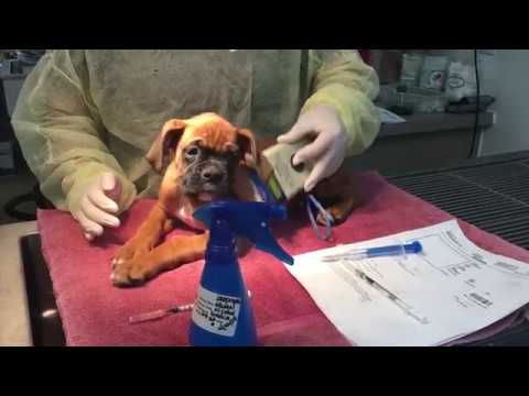 Vet Tech Appreciation Week 2017
