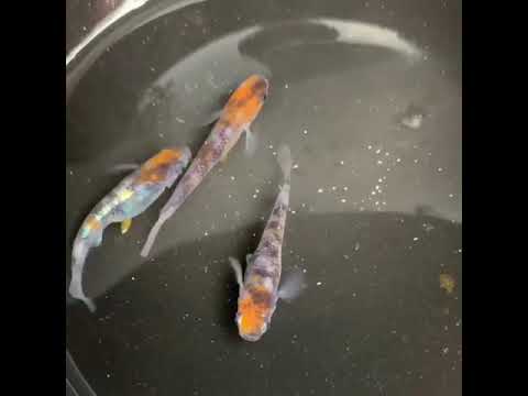 (Video) Medaka „tri color lame“ outdoor Mai 2020 | medaka projekt メダカプロジェクト