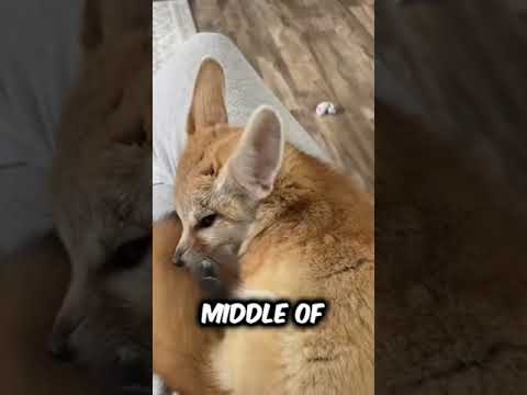 Discover Fennec Fox a very cute pet breed #animals #pets