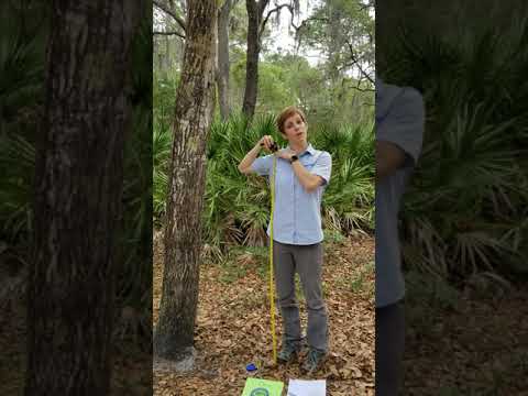 How To Measure The Diameter Of A Tree