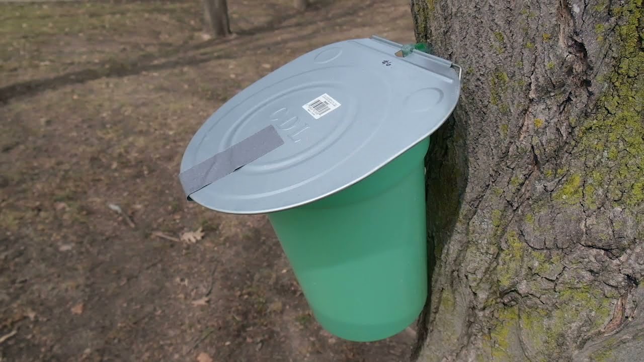 Georgian produces maple syrup from on-campus trees