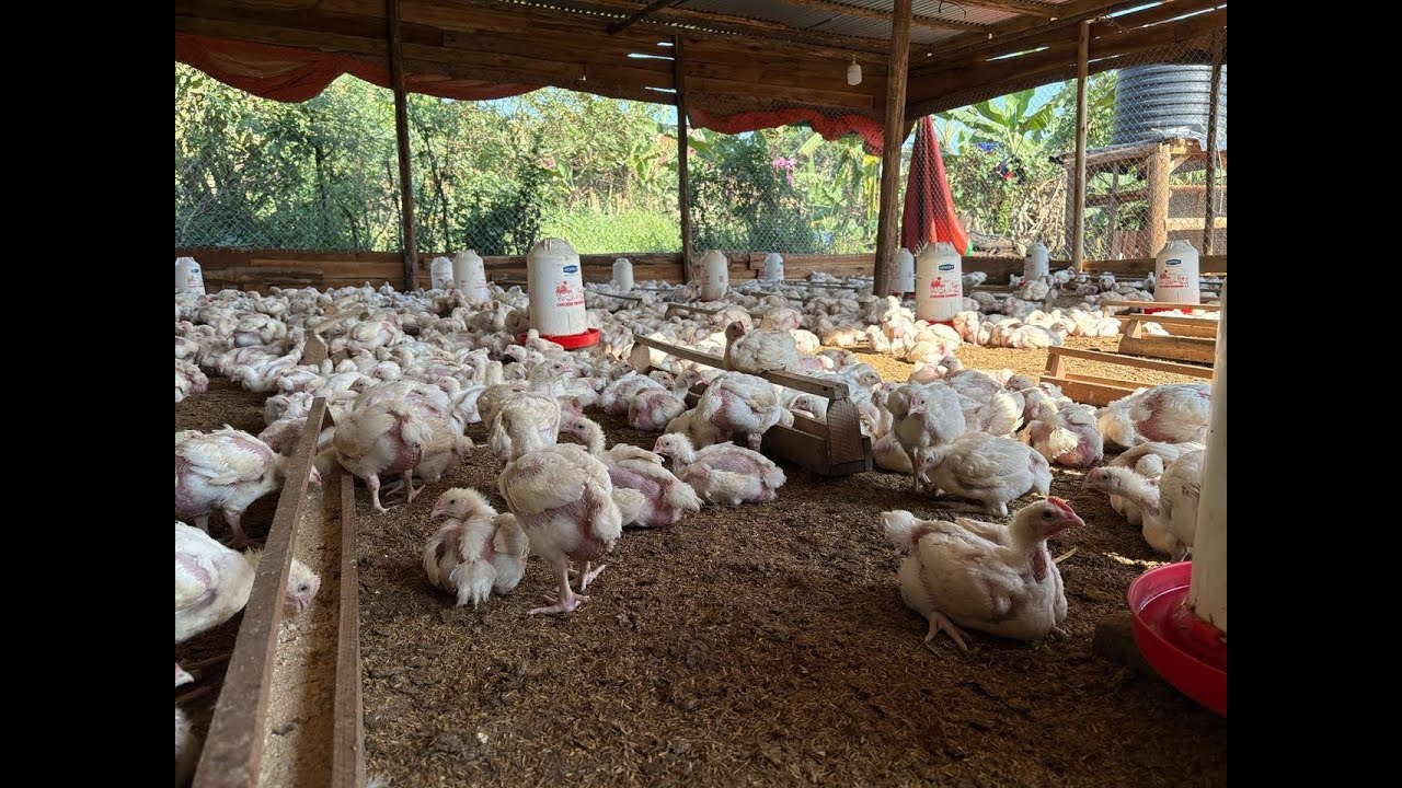 Masterclass Broilers (Brooding and water management)