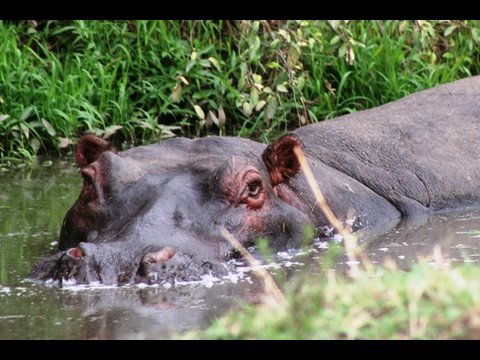 HIPPO - Species Spotlight