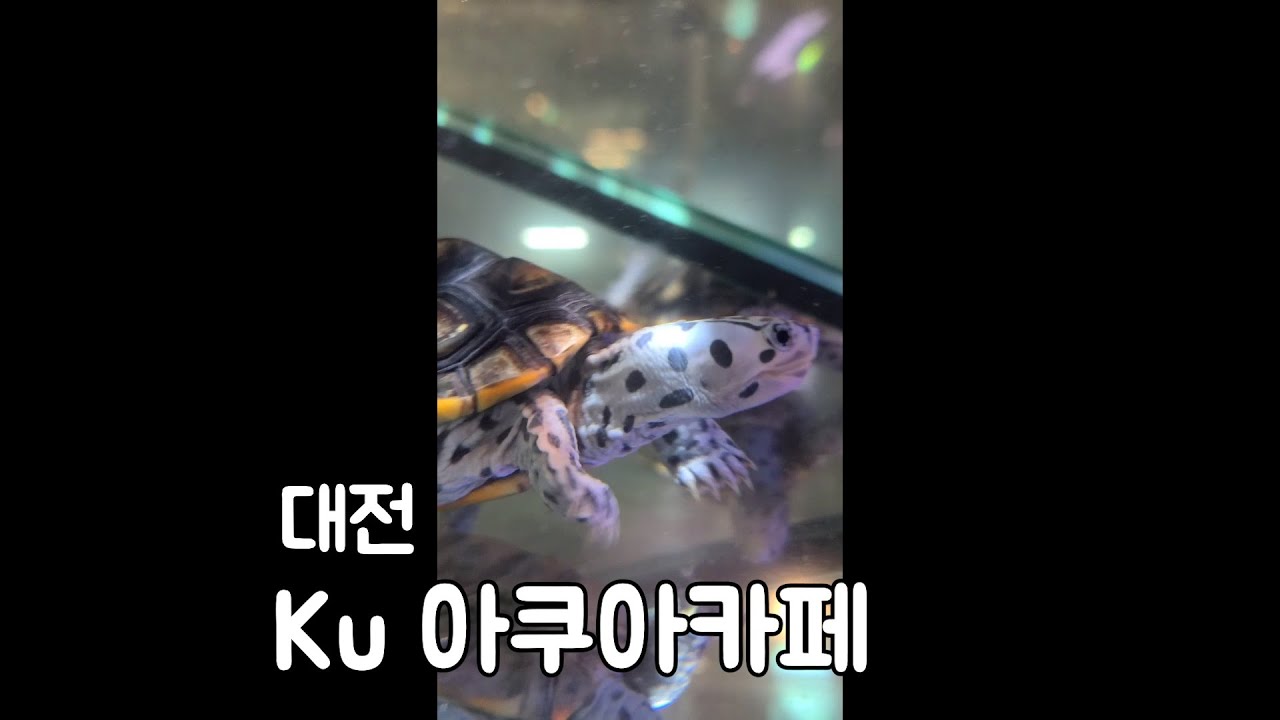 Video 47ee32b4 3bb8 4ab1 a53e d3bdb3e5f977