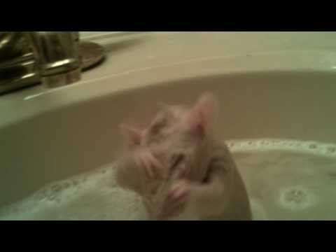 Rat Takes A Bath!